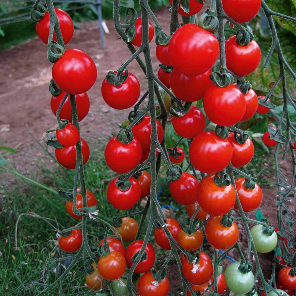 Tomato 'Sweet Aperitif' | Dobies