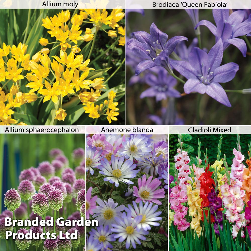 Summer Flowering Bulb Collection | Dobies
