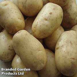Potato 'Wilja' | Dobies
