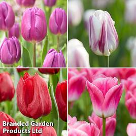 Tulip 'Hot Chocolate' | Dobies