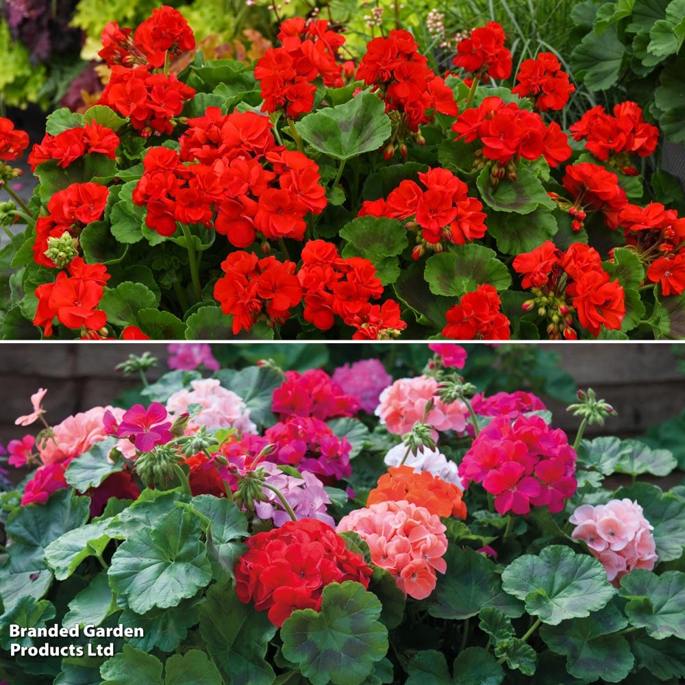 Geranium Duo | Dobies