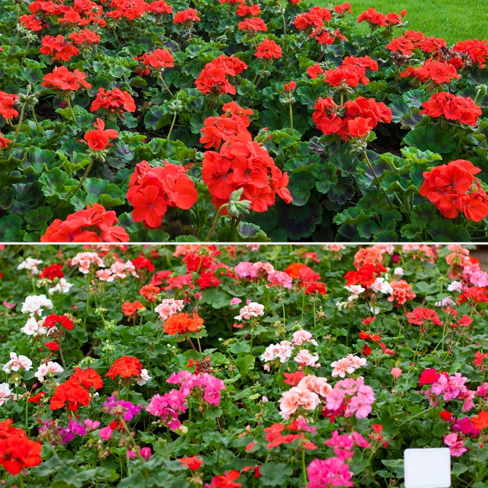 Geranium Duo | Dobies