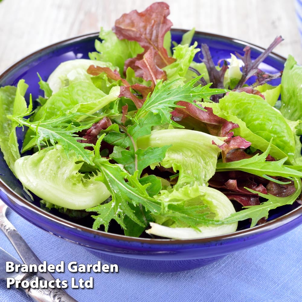 Lettuce 'All Sorts Mixed' | Dobies