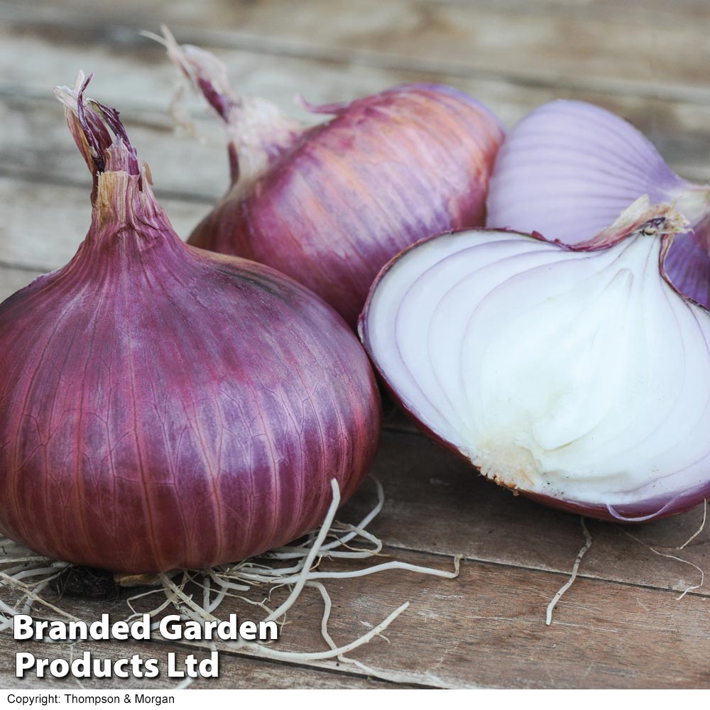 Onion (Spring) Red Baron Organic | Dobies