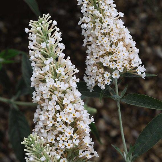 Buddleja Buzz Ivory† | Dobies