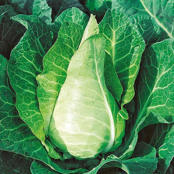 Cabbage 'Filderkraut' - Organic Seeds | Dobies