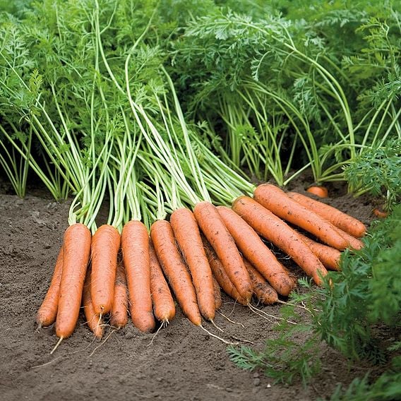 Carrot 'Napoli' F1 - Organic Seeds | Dobies