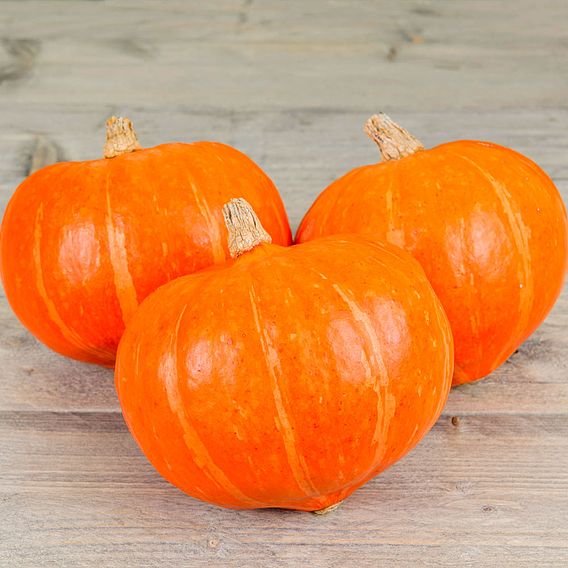 Squash 'Amoro' F1 - Organic Seeds | Dobies