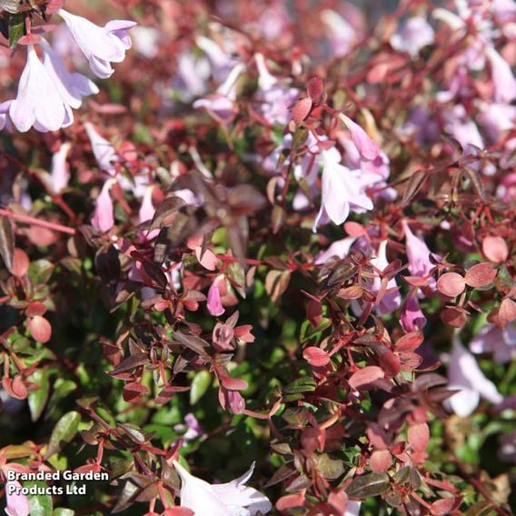 Abelia Pinky Bells Plants | Dobies
