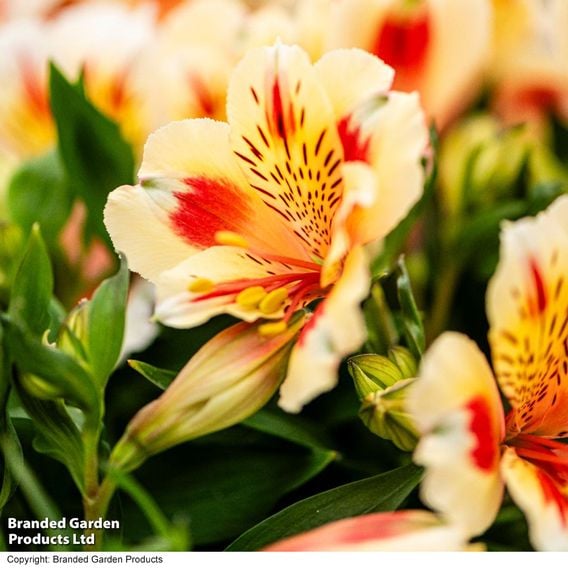 Alstroemeria 'Inticancha Sunset' | Dobies
