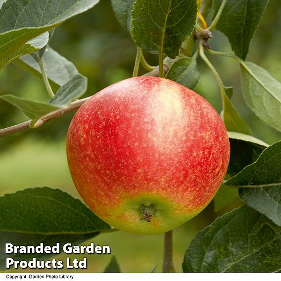 Apple (Malus) Adams Pearmain Organic | Dobies