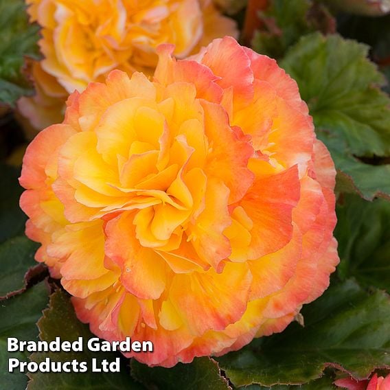 Begonia 'Majestic New Sunburst Mixed' | Dobies