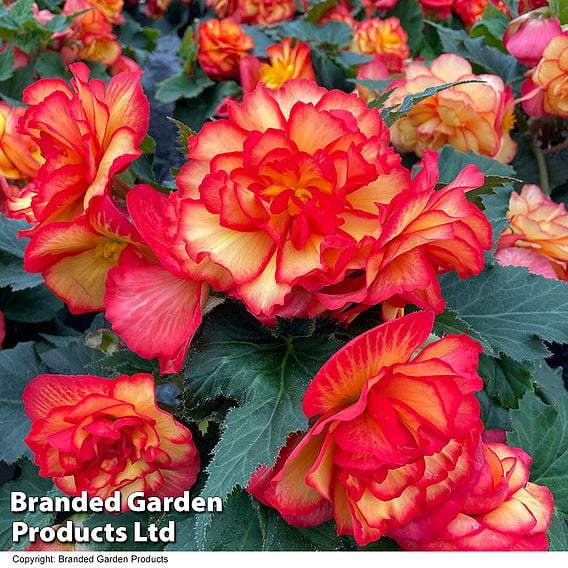 Begonia 'Majestic New Sunburst Mixed' | Dobies