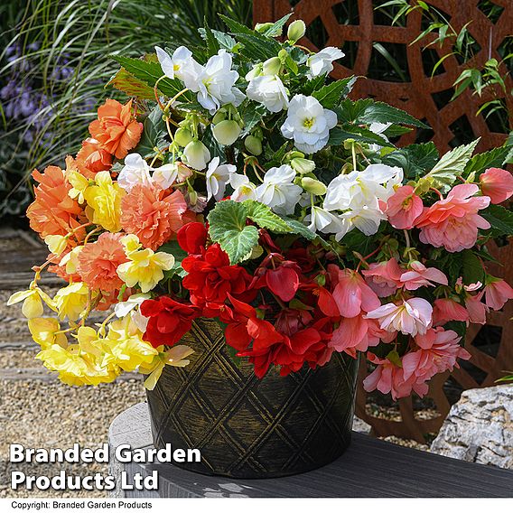 Begonia 'Sun Dancer Mixed' | Dobies