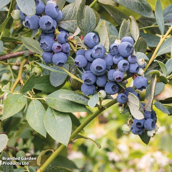 Blueberry 'Duke' | Dobies
