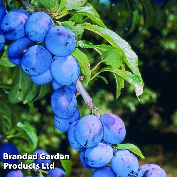 Damson 'Shropshire Prune' | Dobies