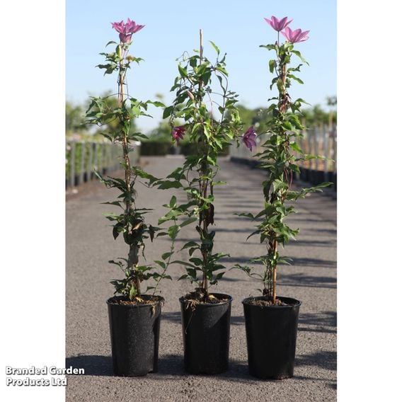 Clematis 'Omoshiro' | Dobies
