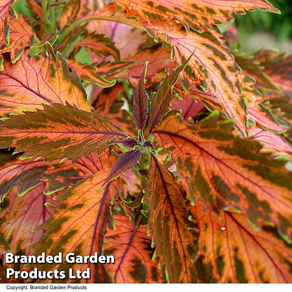 Coleus Premium 'Sun Coral Candy' | Dobies