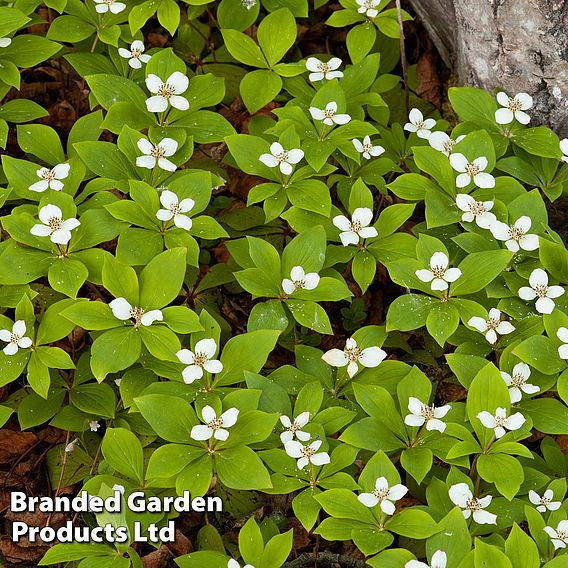 Cornus canadensis | Dobies