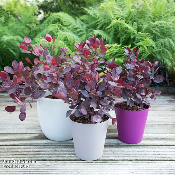 Cotinus coggygria 'Lilla' | Dobies