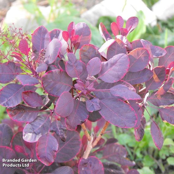Cotinus coggygria 'Lilla' | Dobies