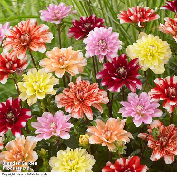 Dahlia 'Waterlily Mix' | Dobies