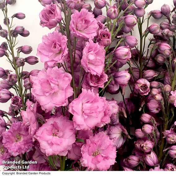 Delphinium 'Millennium Pink Punch' | Dobies