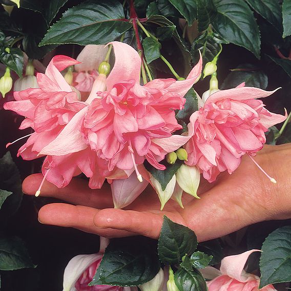Fuchsia Plants - Giant Flowered Collection | Dobies