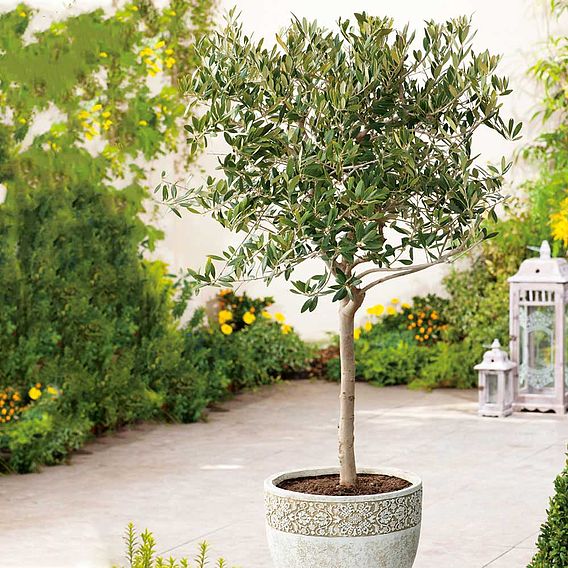 Olive Tree - Garden Olive Trees | Dobies