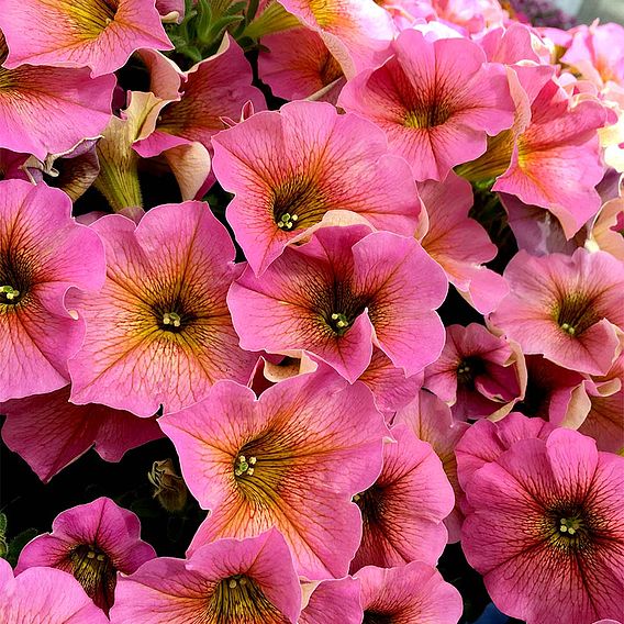 Super Petunia (Beautical) Plants - Sunray Pink | Dobies
