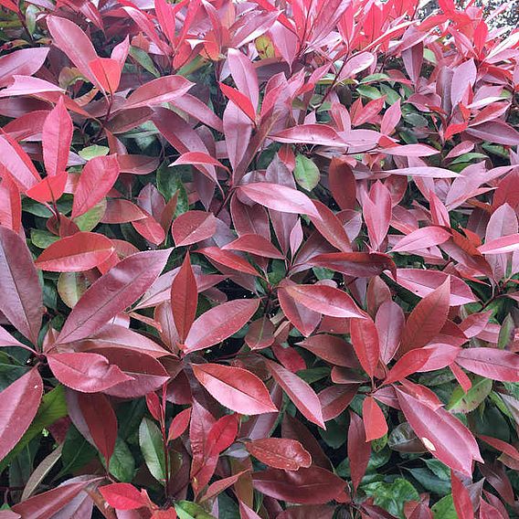 Photinia Red Robin (Red Laurel) Plant - 2L Value Hedging Range | Dobies