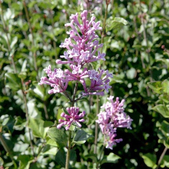 Lilac 'Palibin' (standard) | Dobies