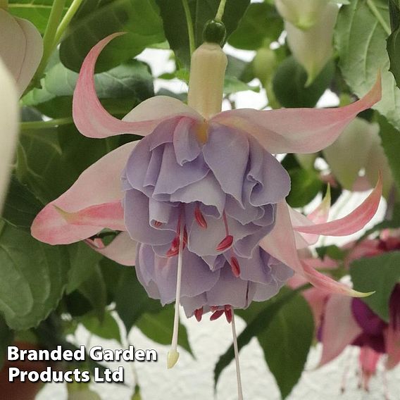 Fuchsia Giant Trailing Hollys Beauty | Dobies