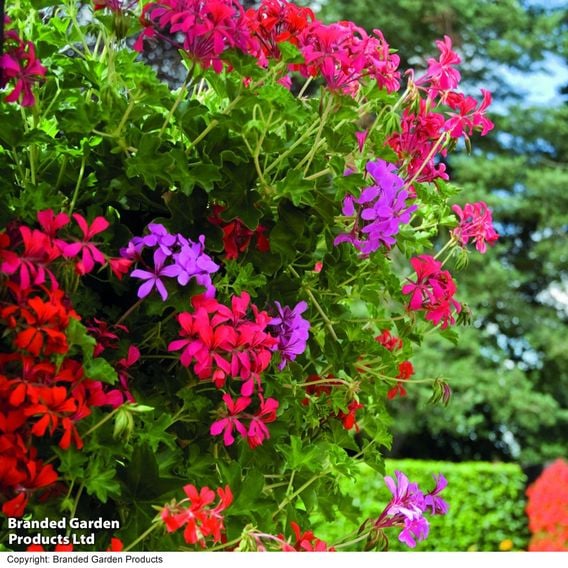 Geranium 'Balcon Mix' | Dobies