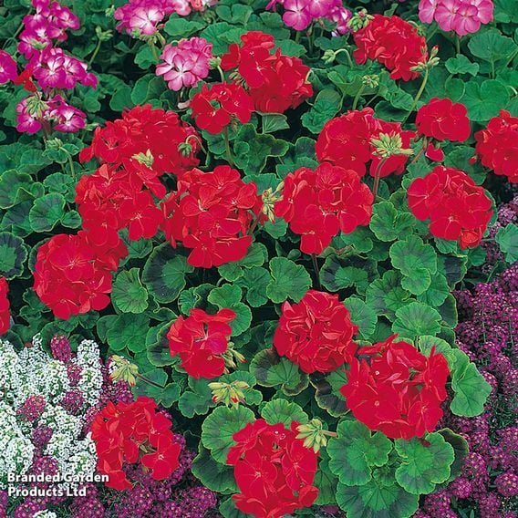 Geranium Best Red | Dobies