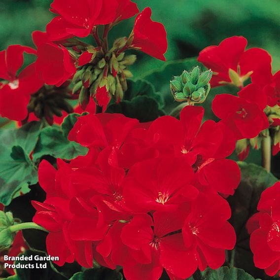 Geranium Best Red | Dobies