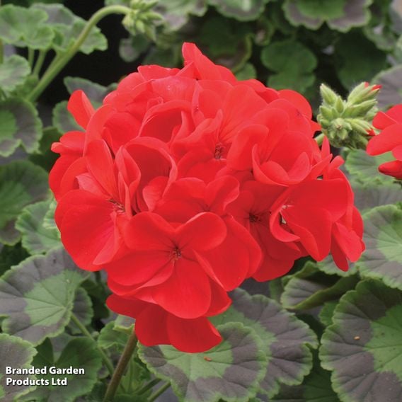 Geranium Best Red | Dobies