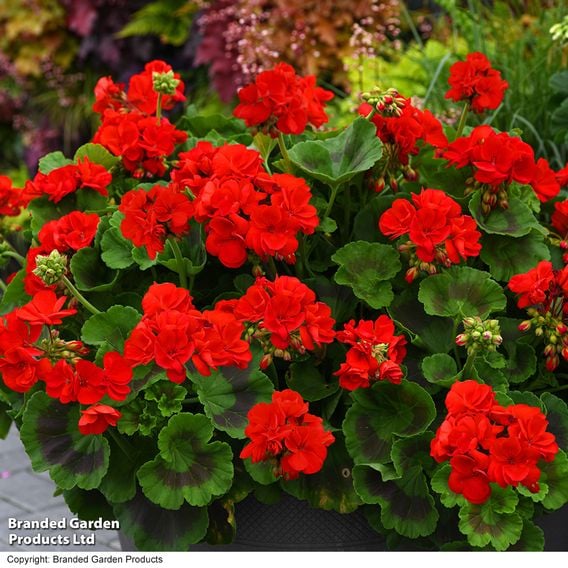 Geranium Best Red | Dobies