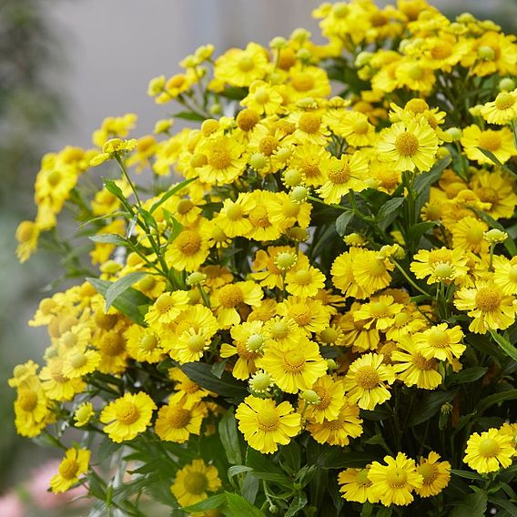 Helenium 'Lemon Sundae' | Dobies