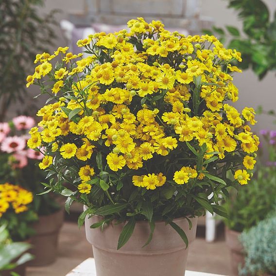 Helenium 'Lemon Sundae' | Dobies