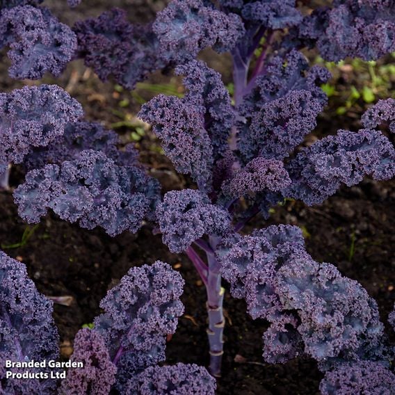 Kale 'Redbor' F1 - Organic Seeds | Dobies