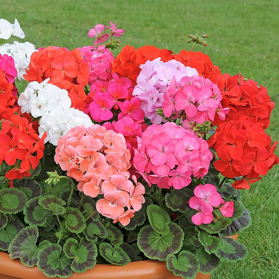 Geranium 'Jackpot Mixed' F1 Hybrid | Dobies