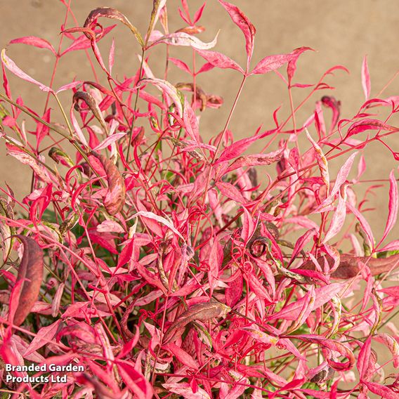Nandina domestica 'Pretty Flamingo' | Dobies