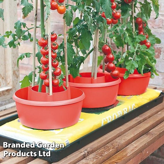 Plant Halos | Dobies