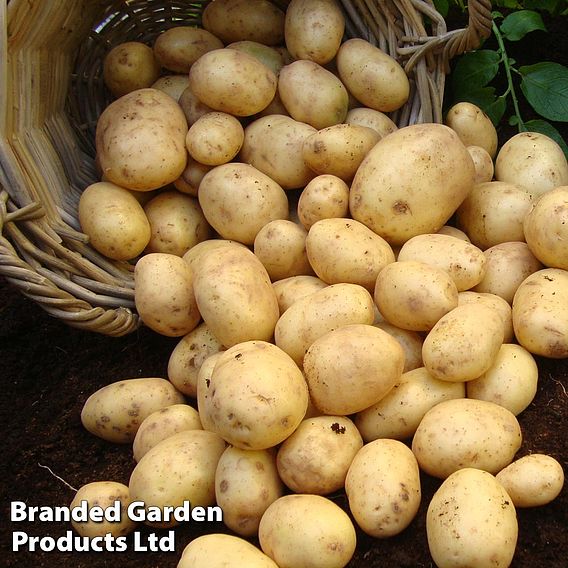 Potato 'Nadine' | Dobies