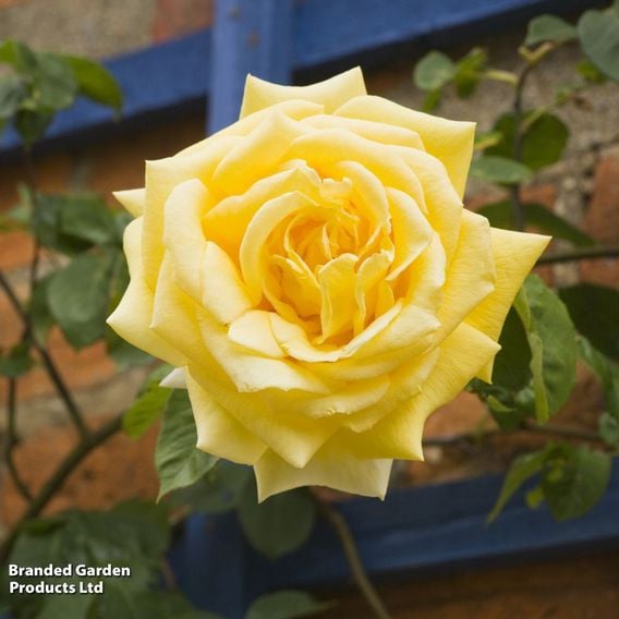 Rose 'Laura Ford' (Climbing Rose) | Dobies