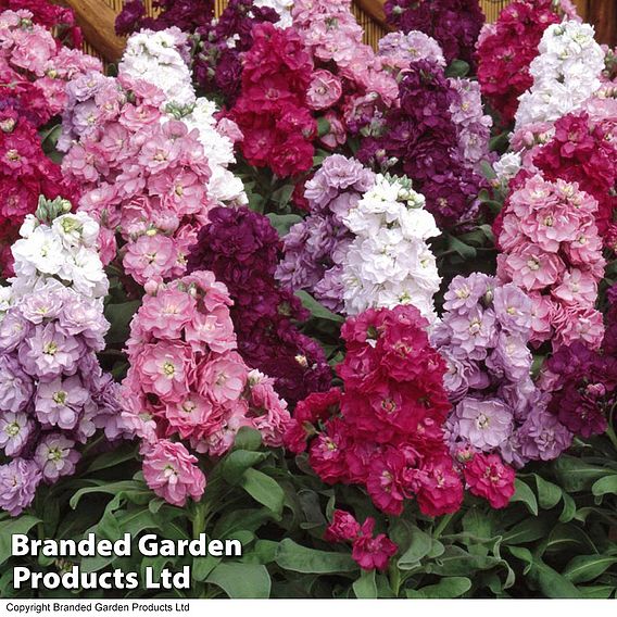 Stocks Tall Clove Most Scented Mix | Dobies