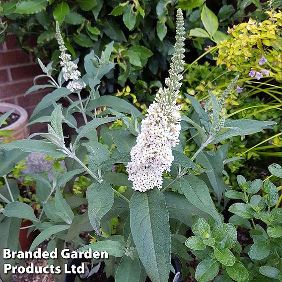 Buddleja Butterfly Towers White | Dobies