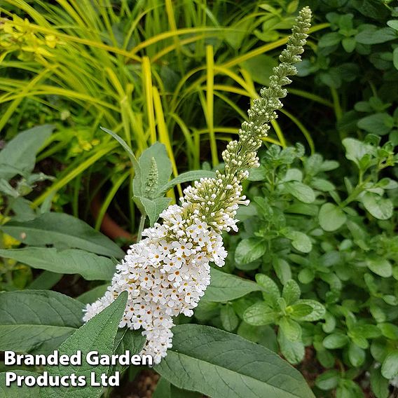 Buddleja Butterfly Towers White | Dobies