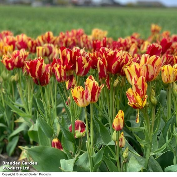 Tulip 'Club Series' | Dobies